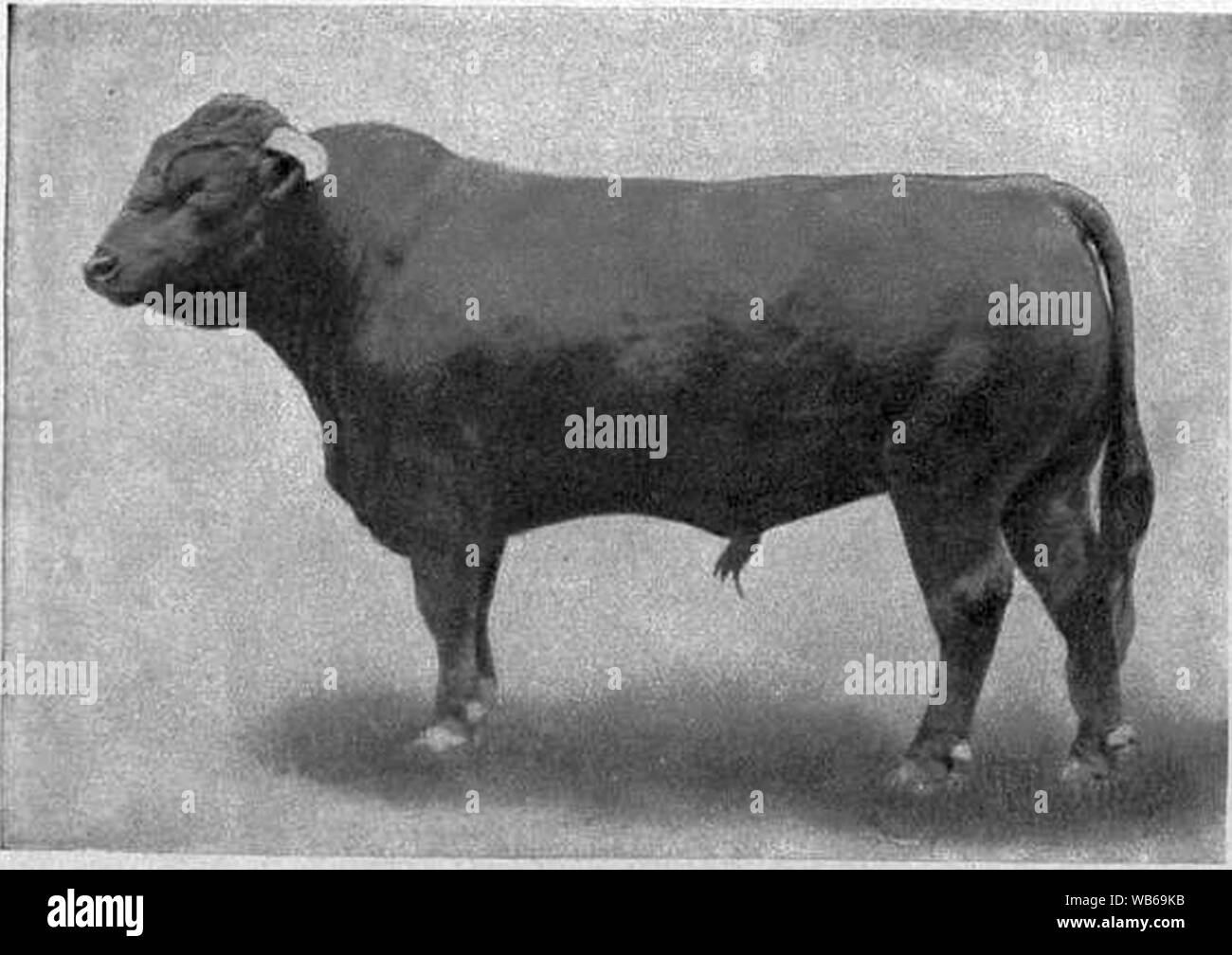 Welsh bull hi-res stock photography and images - Alamy