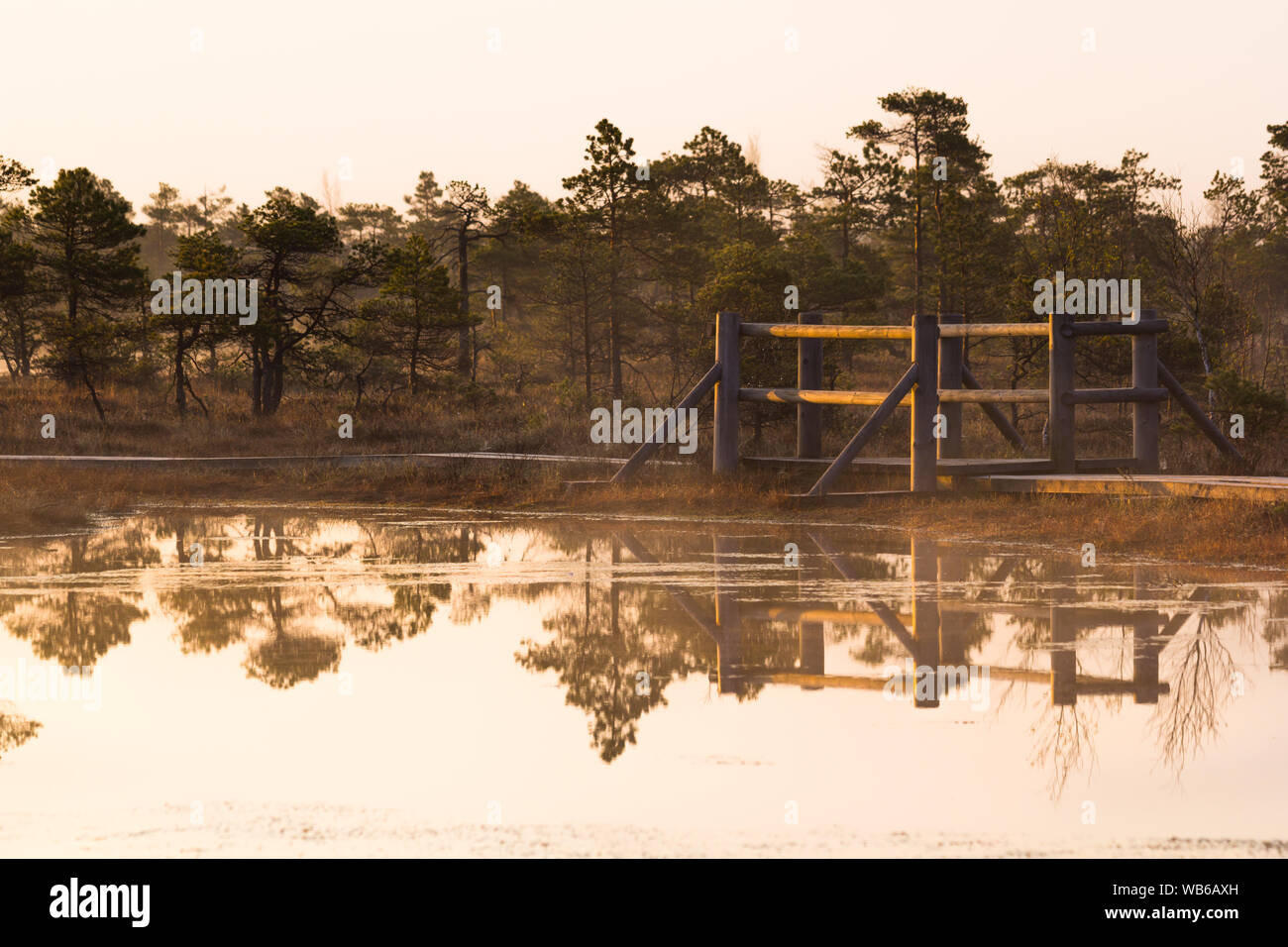 Scenic view of swamp with wooden path Stock Photo - Alamy