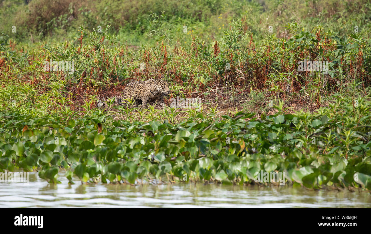 Ecosistema pantanal hi-res stock photography and images - Alamy