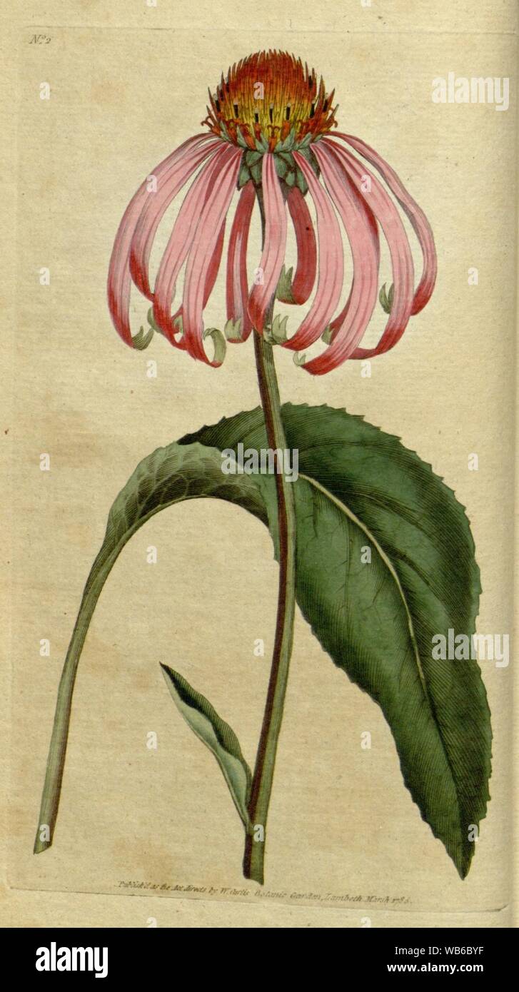 Echinacea purpurea - 001x Stock Photo - Alamy
