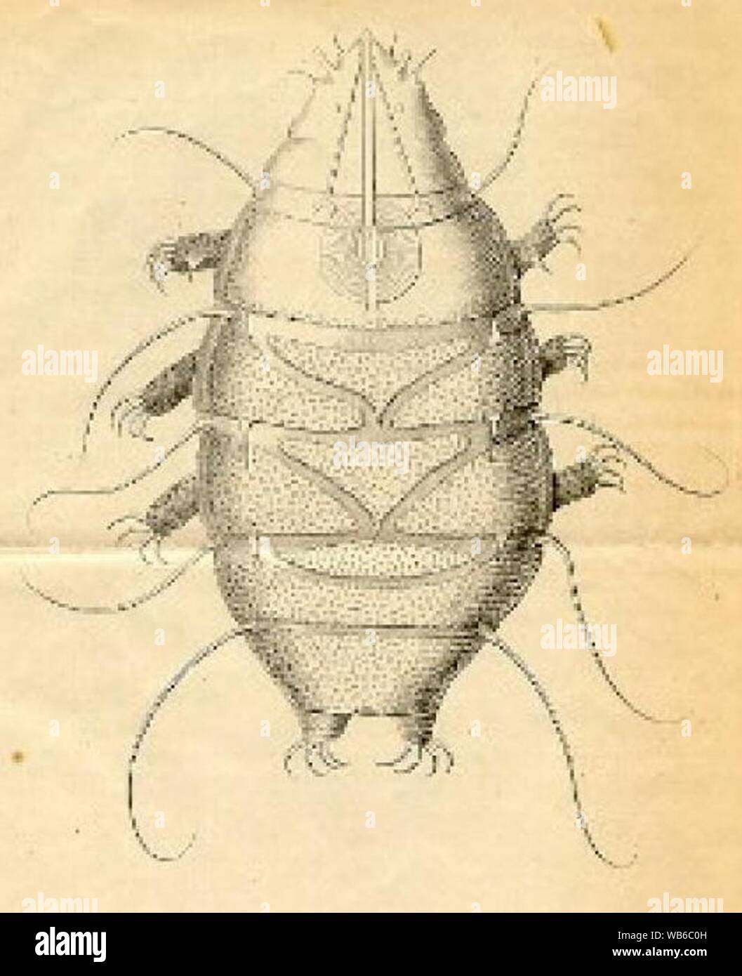 Echiniscus hi-res stock photography and images - Alamy
