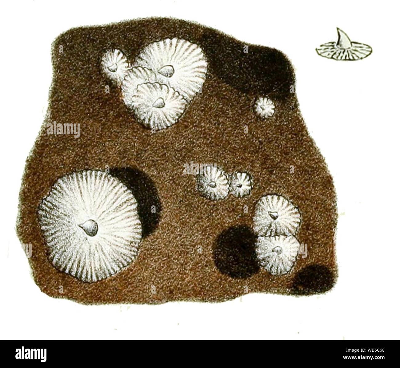 Denticle hi-res stock photography and images - Alamy