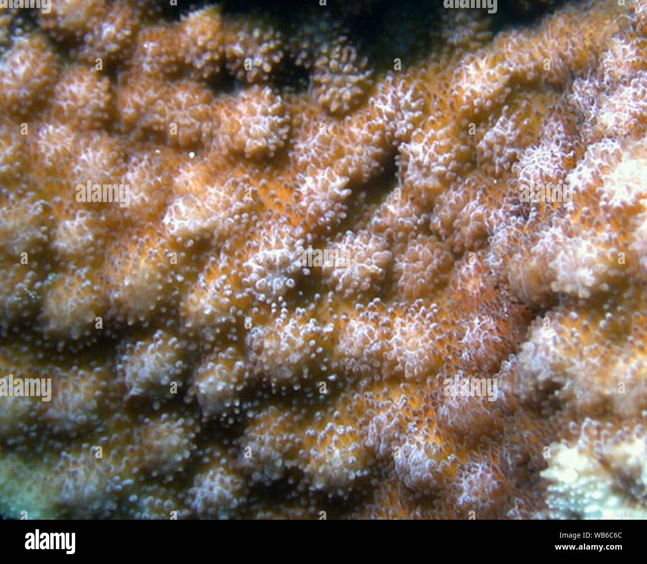 Echinopora gemmacea hi-res stock photography and images - Alamy