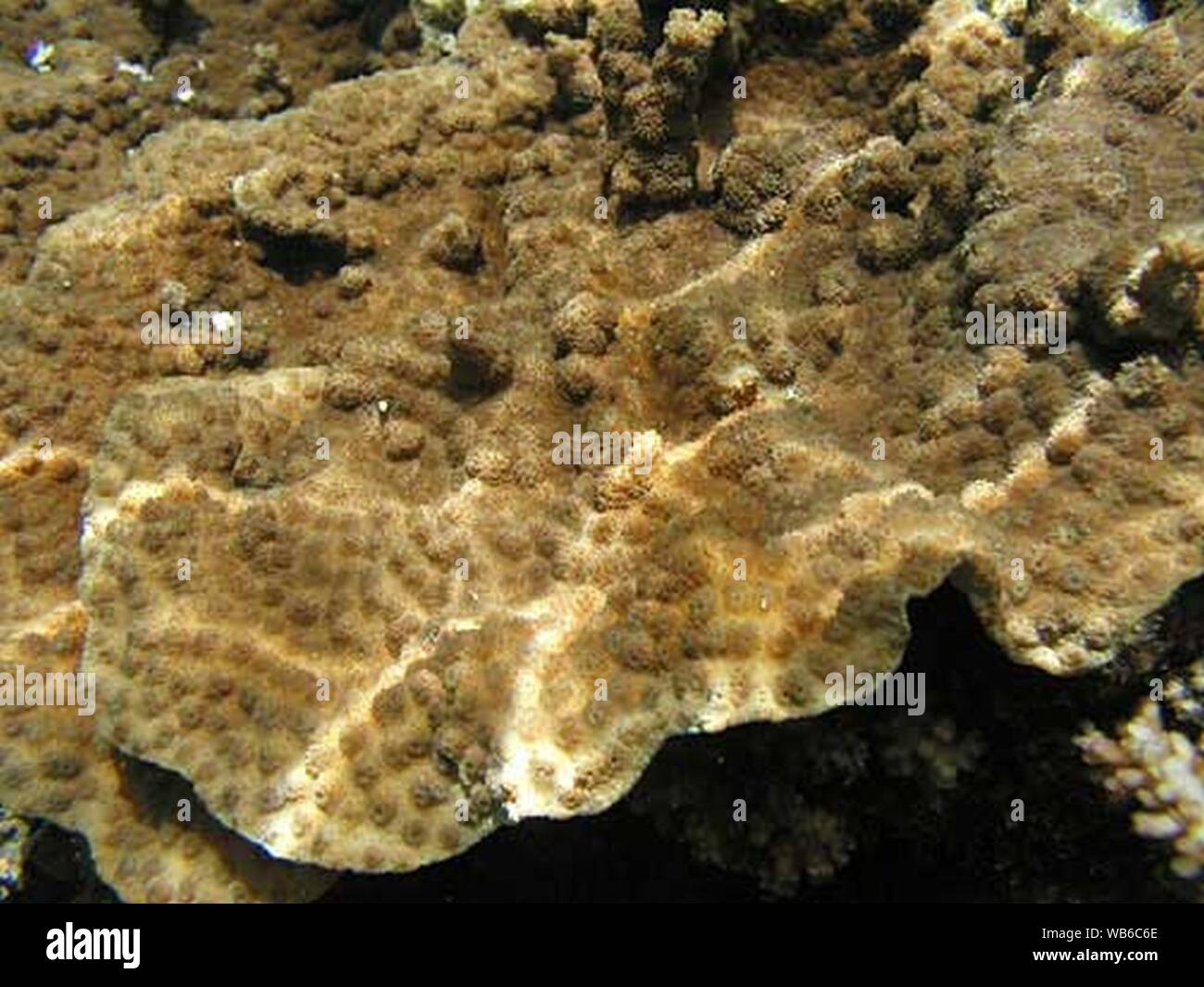 Echinopora lamellosa hi-res stock photography and images - Alamy