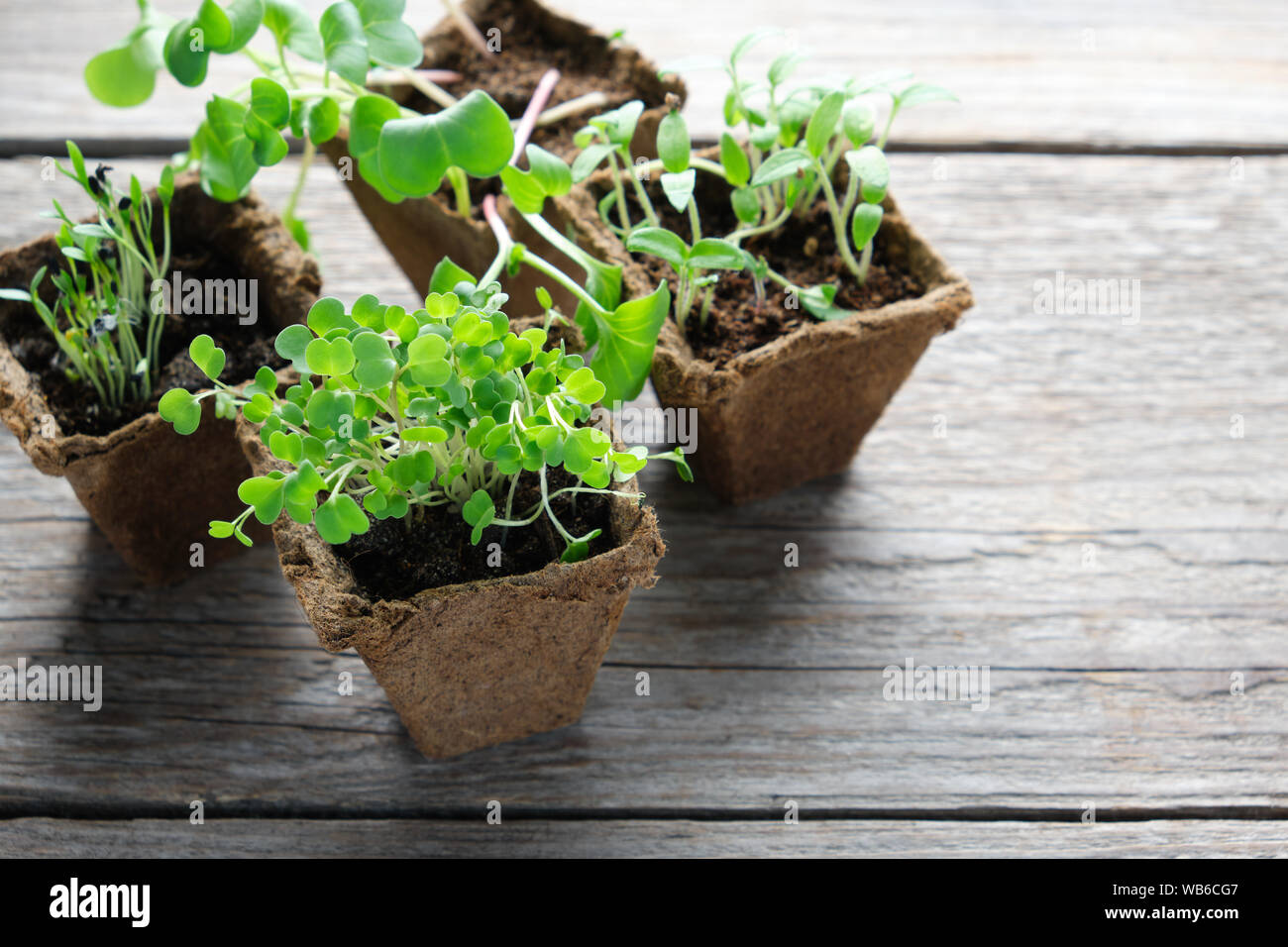 Green growing seedlings, sprouts of garden plants for planting. Sprouts ...