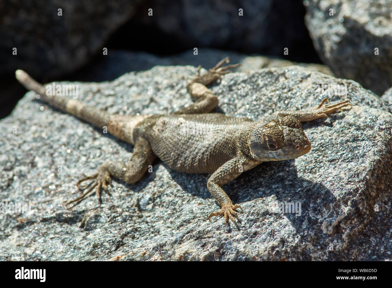 Lizard on a rock at the sun Stock Photo - Alamy