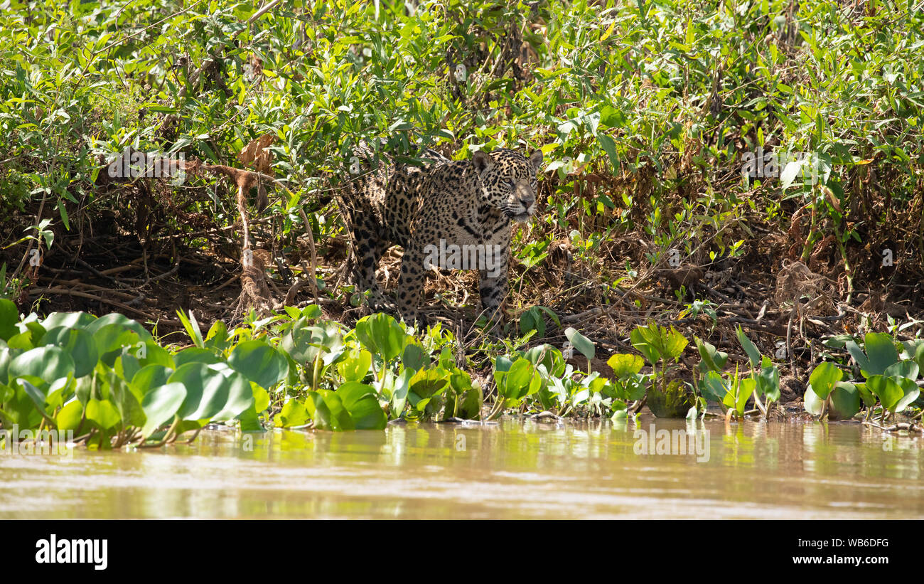Ecosistema pantanal hi-res stock photography and images - Alamy