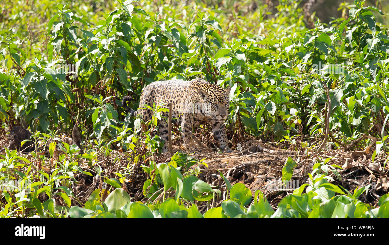 Ecosistema pantanal hi-res stock photography and images - Alamy
