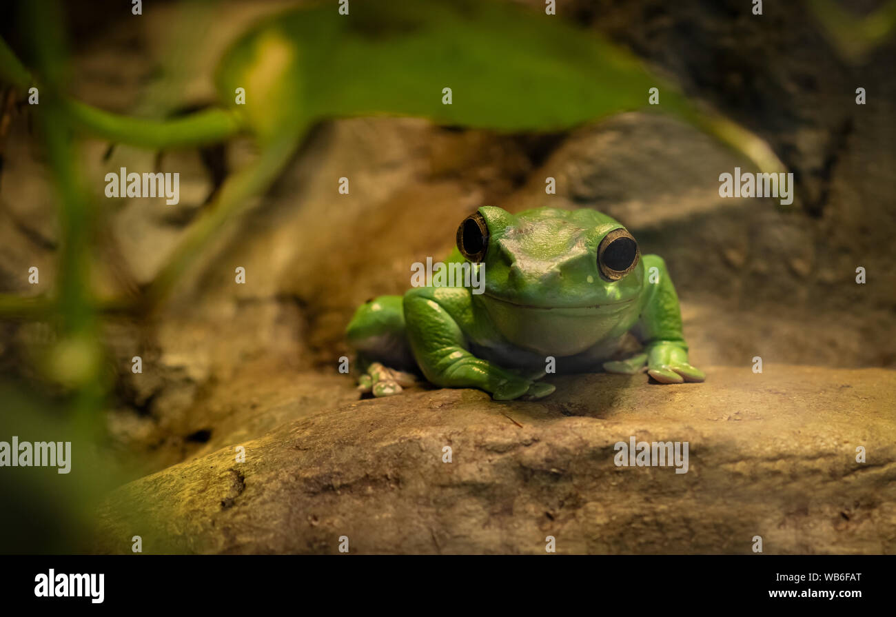 Tree frog sitting on a stone, close-up Stock Photo - Alamy