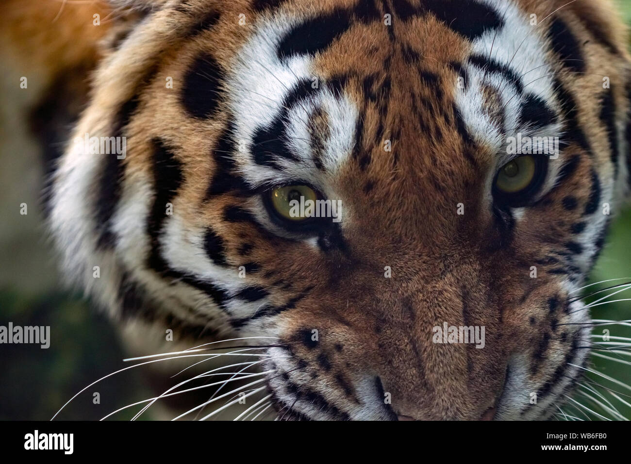 Face of a young tiger close-up Stock Photo - Alamy