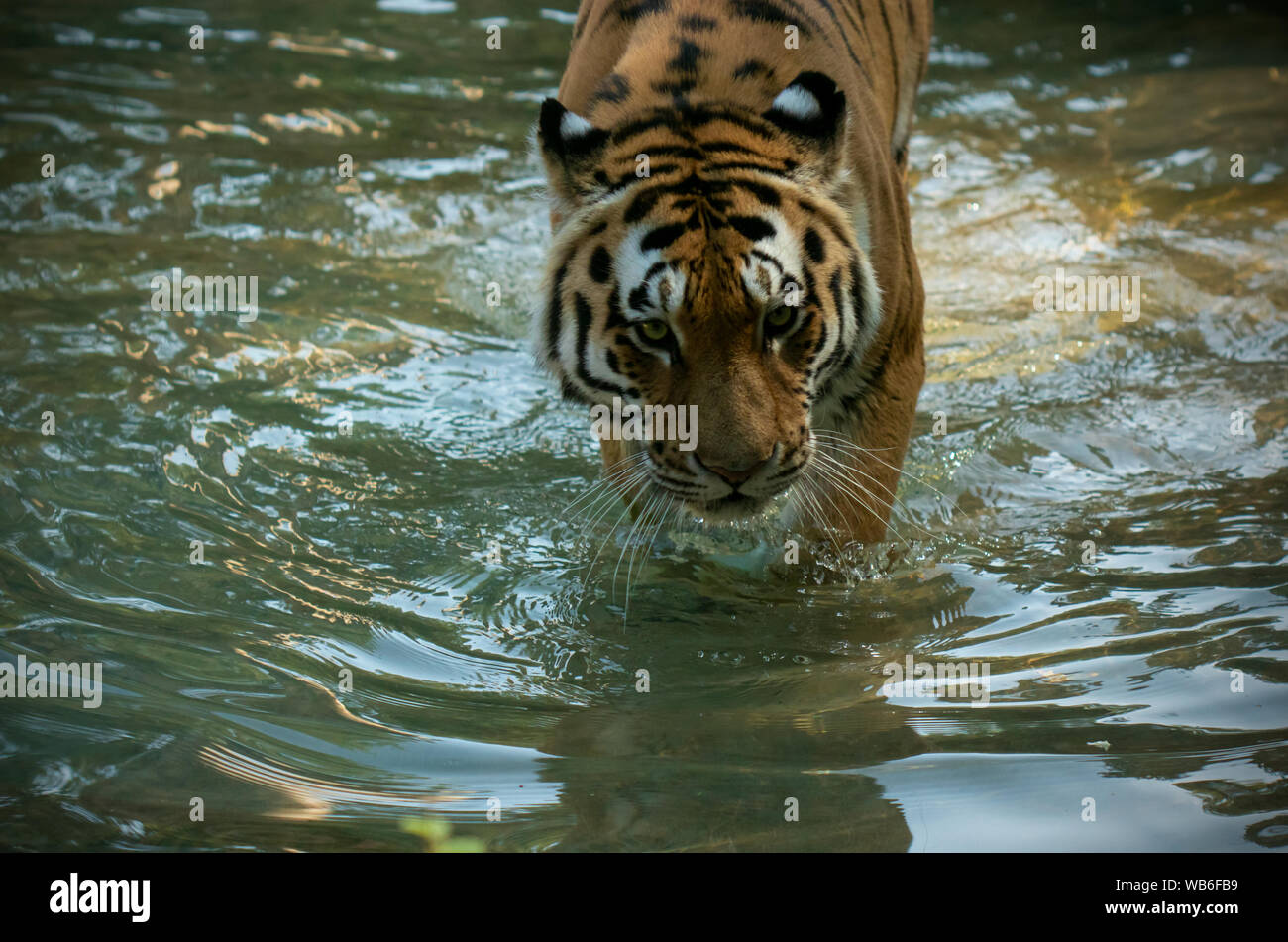 Tiger walks on water hi-res stock photography and images - Alamy