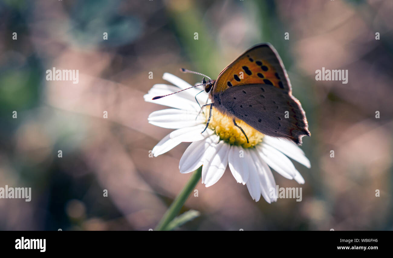Butterfly on a daisy hi-res stock photography and images - Alamy