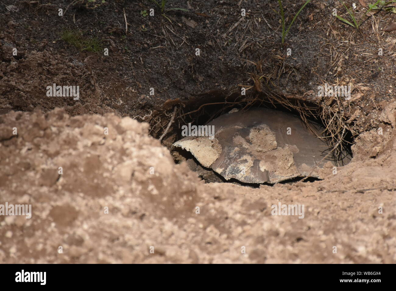 This wildlife photo of a Wild Gopher Tortoise was taken after it moved ...