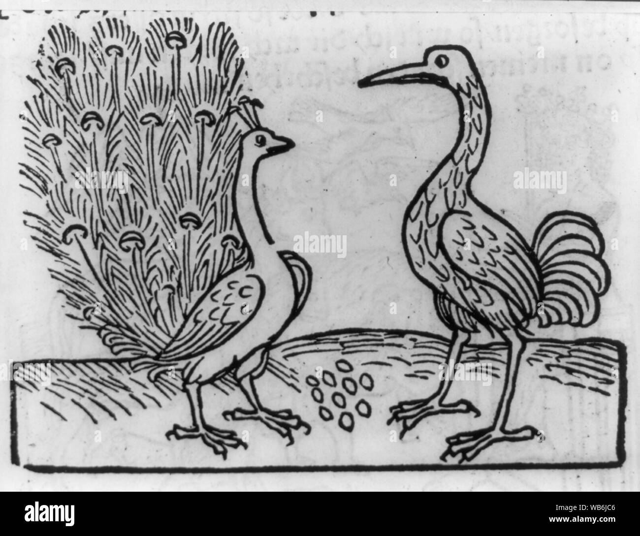 The peacock and the crane hi-res stock photography and images - Alamy