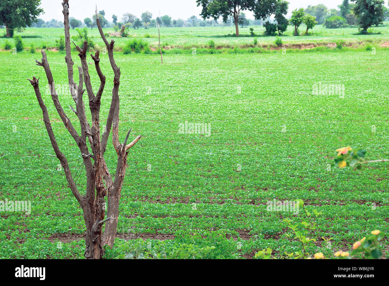 Dry tree with green field and trees background Stock Photo - Alamy
