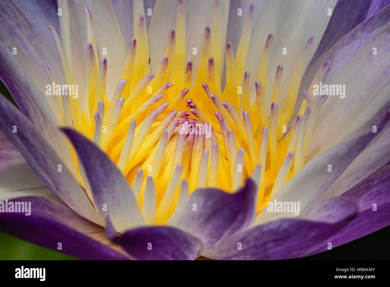 Violet white water lily hi-res stock photography and images - Alamy