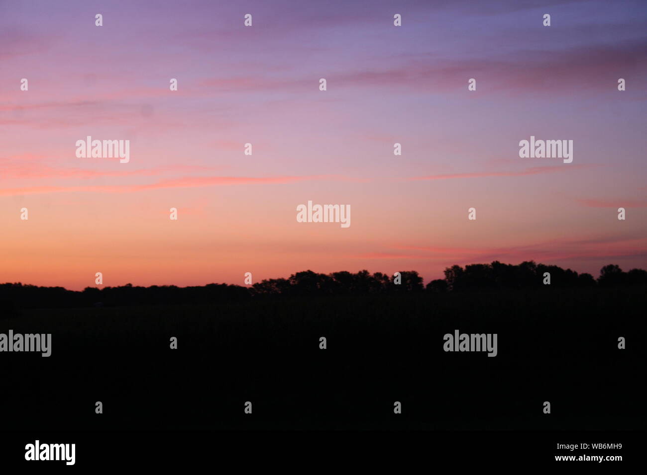 Tree tops and morning sky Stock Photo - Alamy
