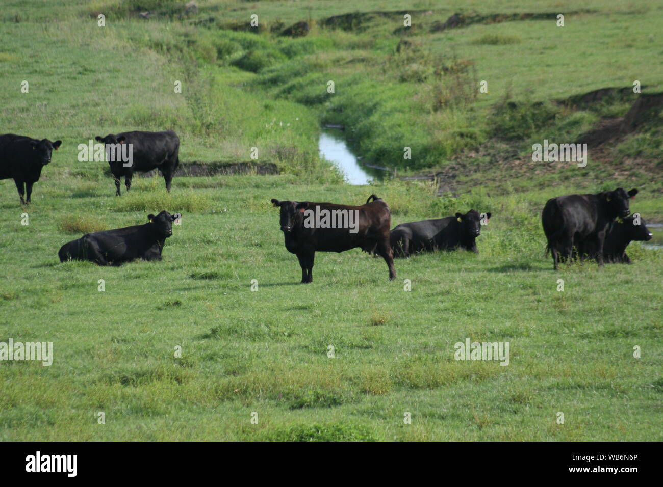 Angus? Is that you Stock Photo - Alamy