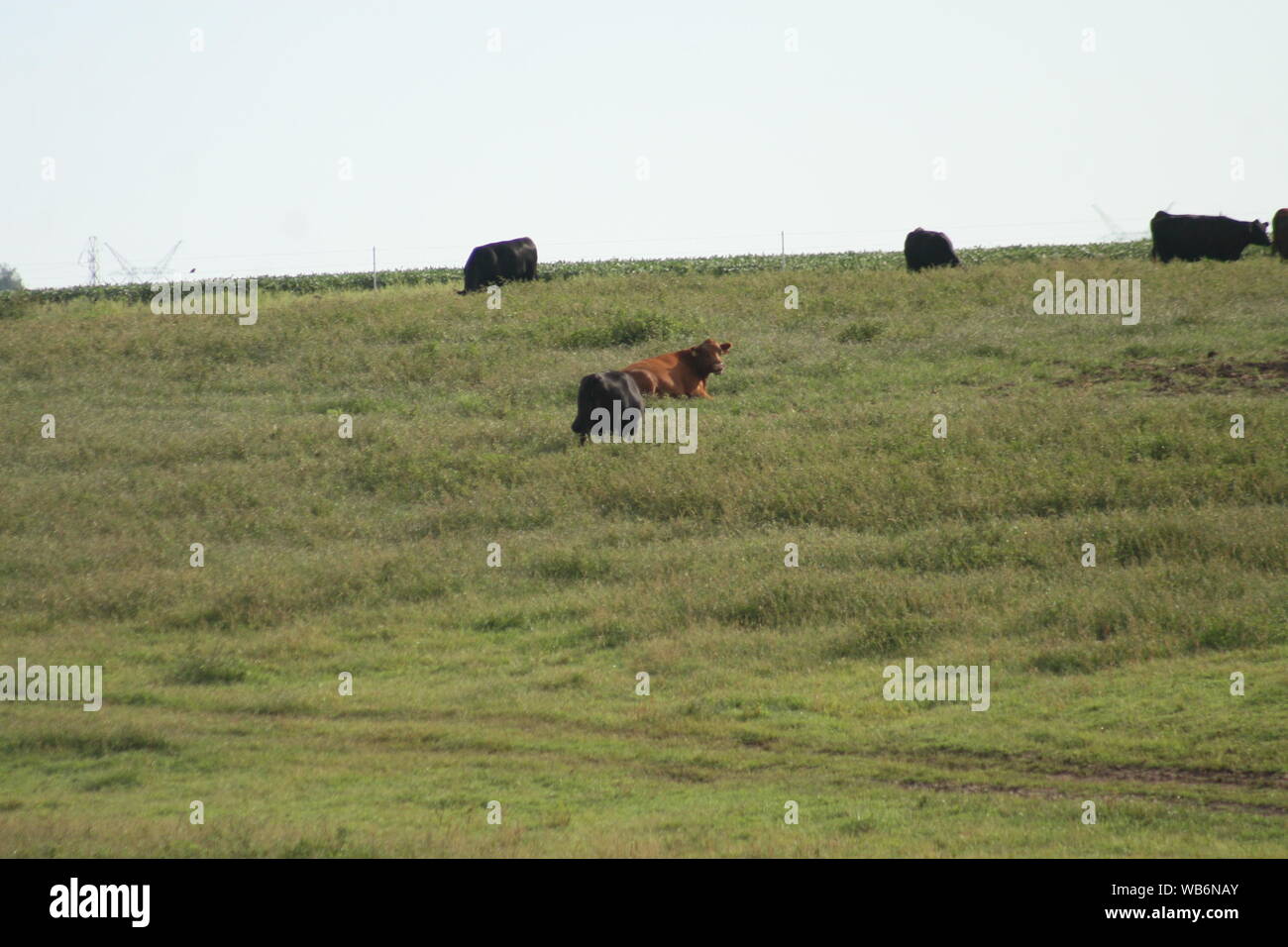 Open range ranching hi-res stock photography and images - Alamy