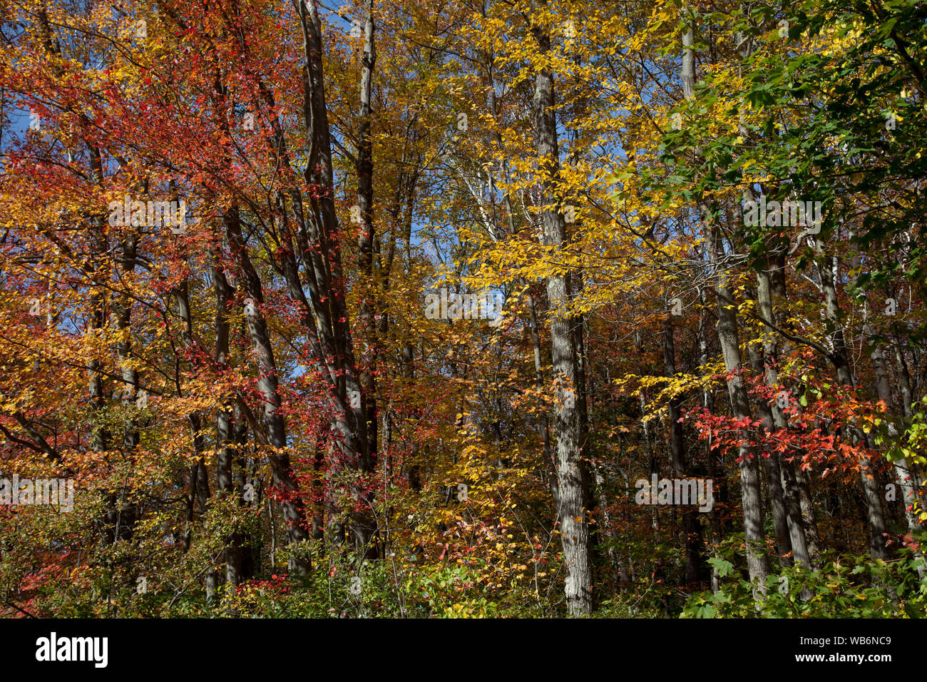 Fall in Connecticut Stock Photo - Alamy