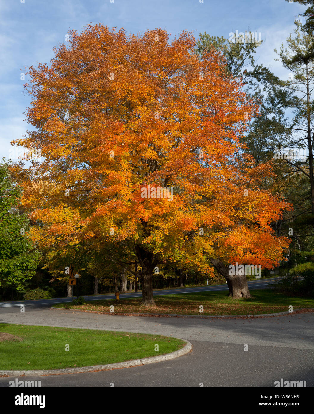 Fall trees in Connecticut Stock Photo - Alamy