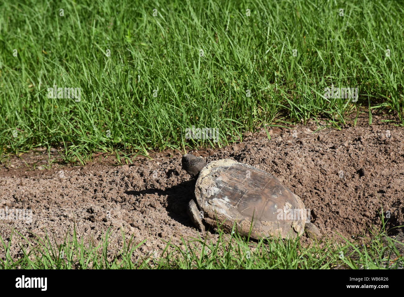 This wildlife photo of a Wild Gopher Tortoise was taken after it moved ...