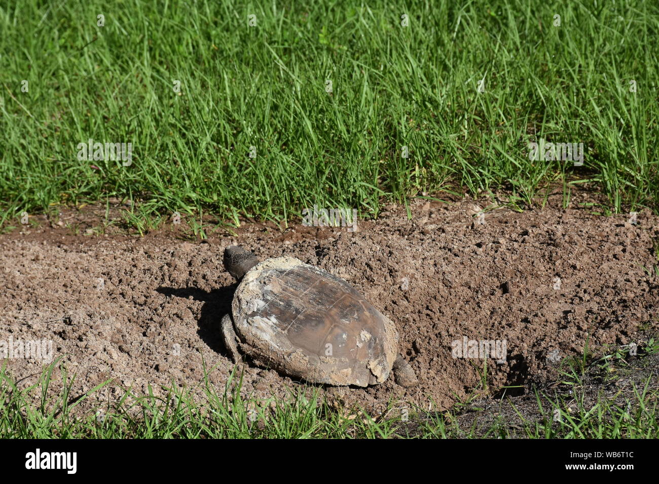 This wildlife photo of a Wild Gopher Tortoise was taken after it moved ...