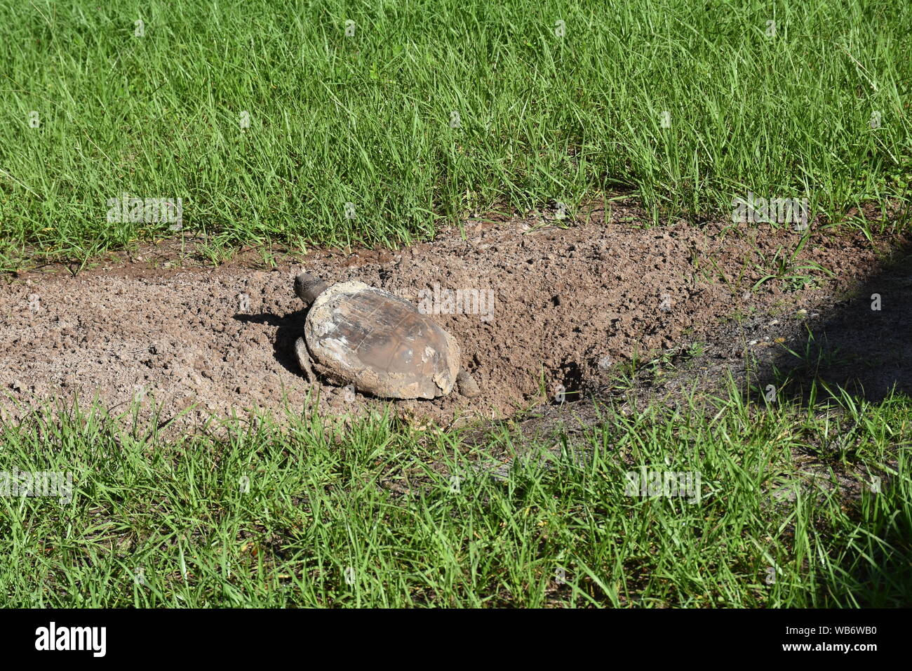 This wildlife photo of a Wild Gopher Tortoise was taken after it moved ...