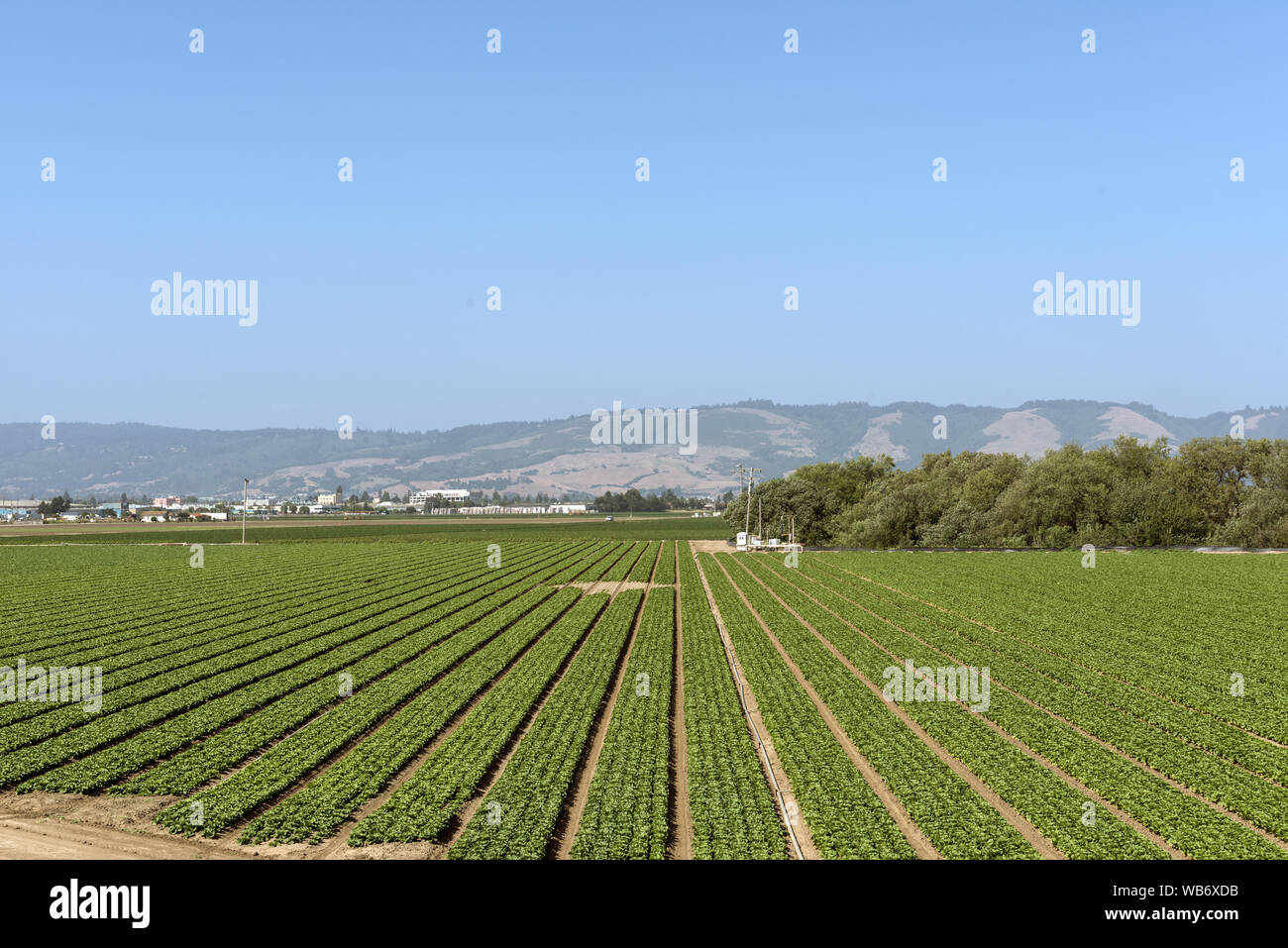 California central valley fields crops hi-res stock photography and ...