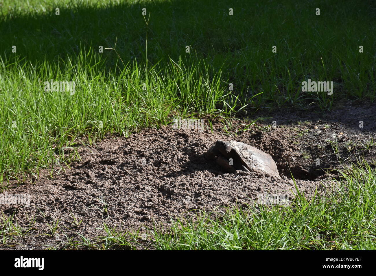This wildlife photo of a Wild Gopher Tortoise was taken after it moved ...