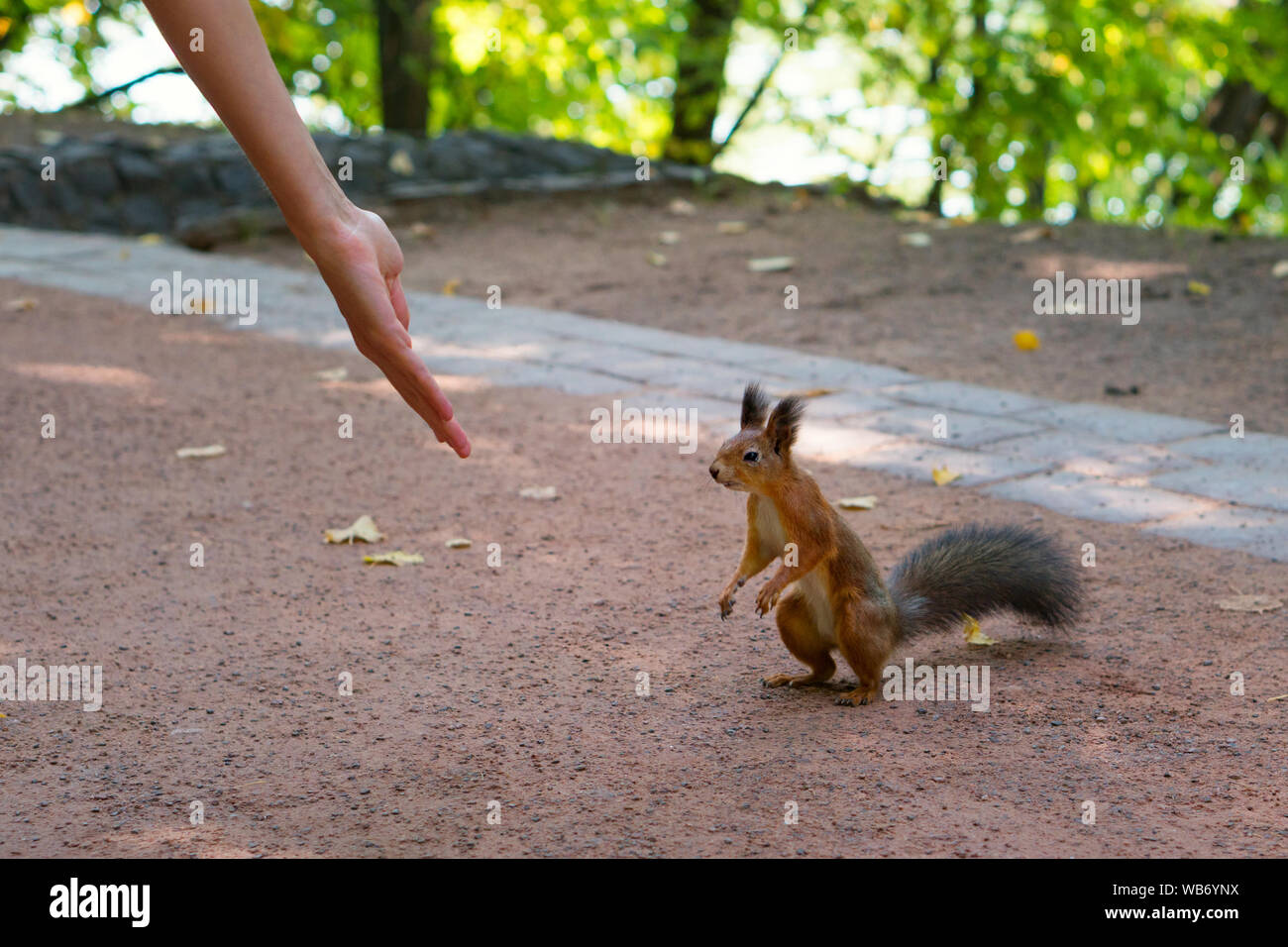 Squirrel sniffs the hand of a girl in the park. Familiarity with ...
