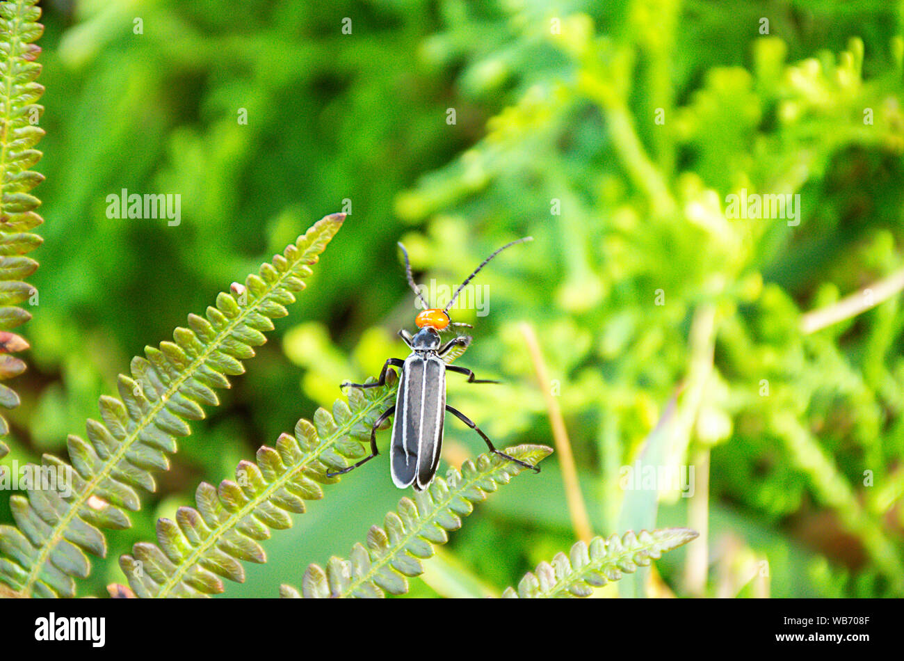 Black insect with orange head eating green leaves Stock Photo - Alamy
