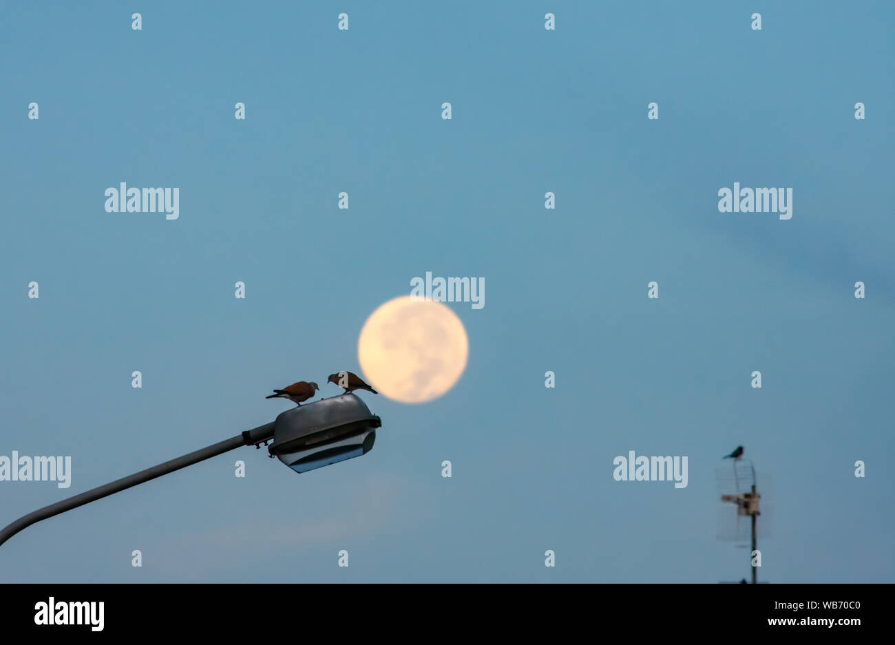 Doves on a street lamp A morning with the background of a full moon ...