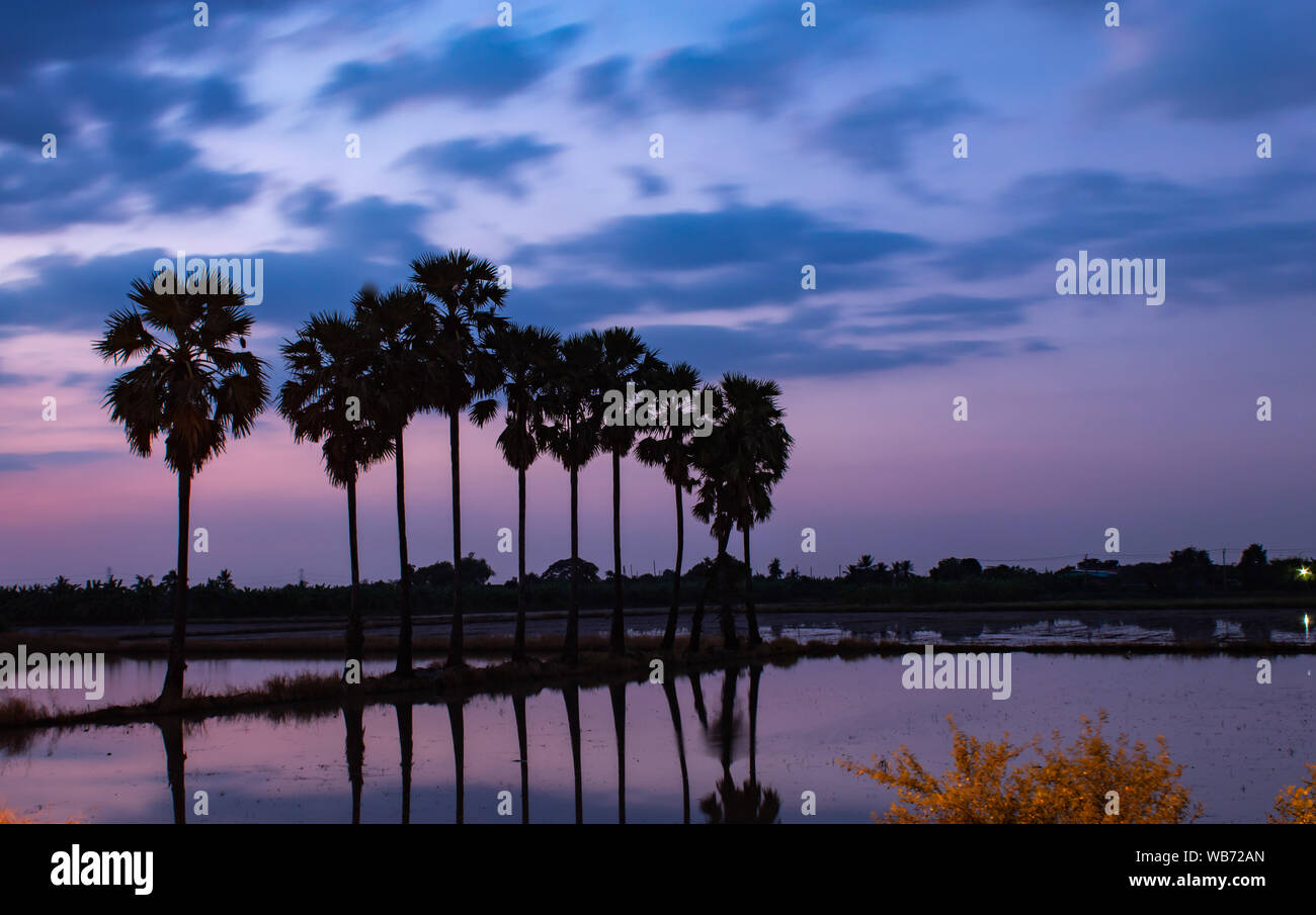 Palm trees at the ridge rice by beautiful and Sunset light Stock Photo ...