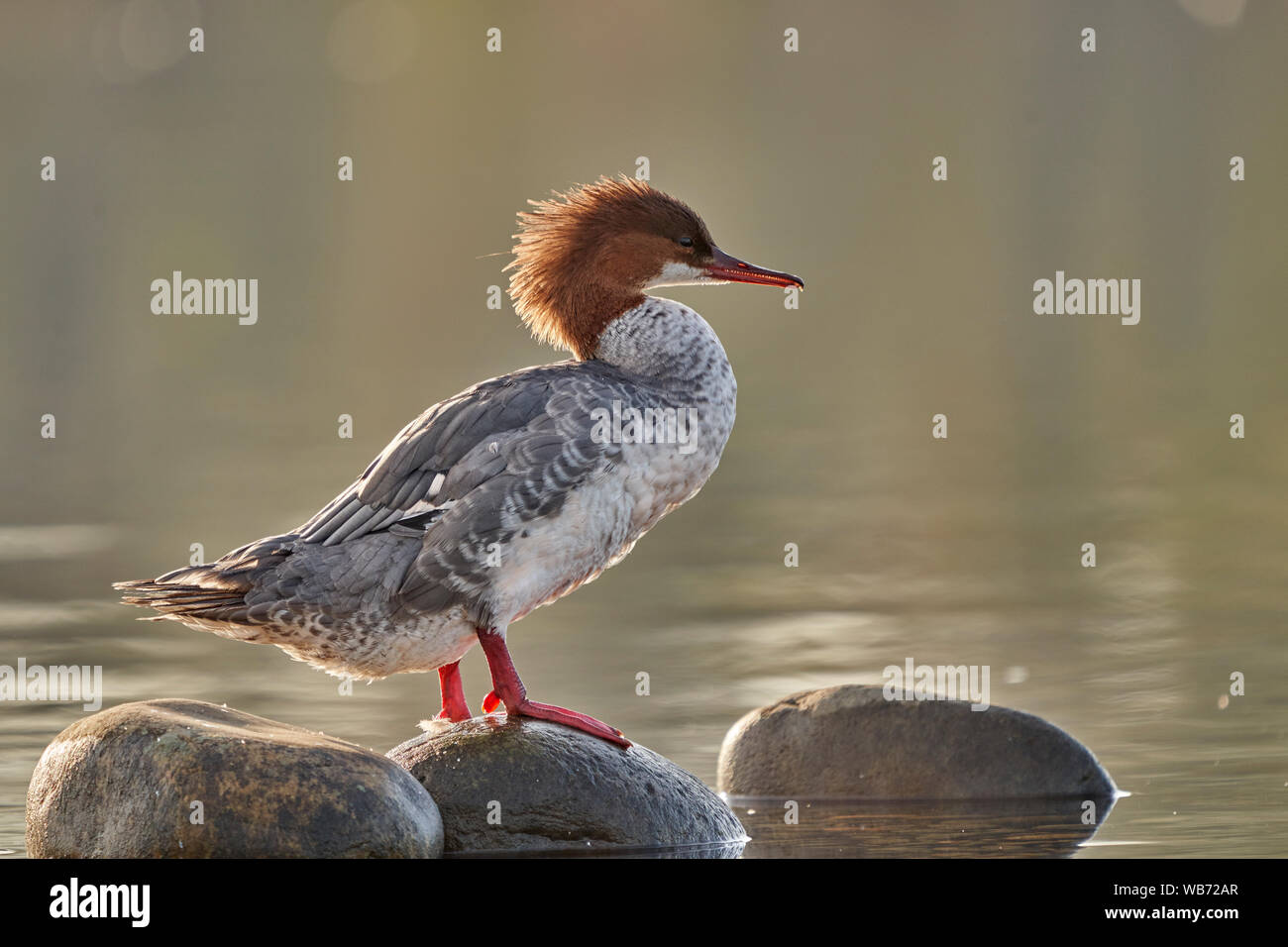 Common Merganser, Sacramento County California Stock Photo - Alamy