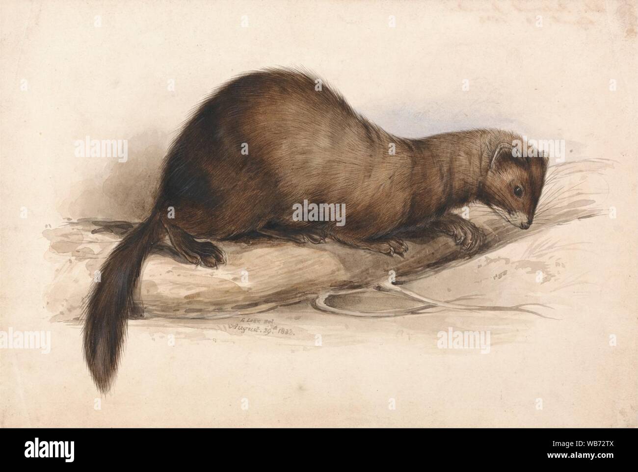 Edward Lear - A Weasel Stock Photo - Alamy