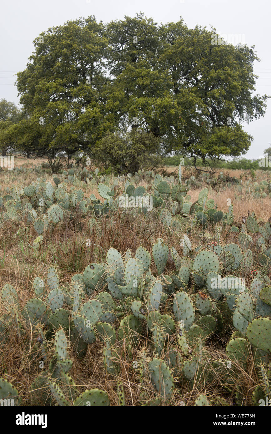 Field full of cacti near Burnet in the Texas Hill Country Stock Photo ...