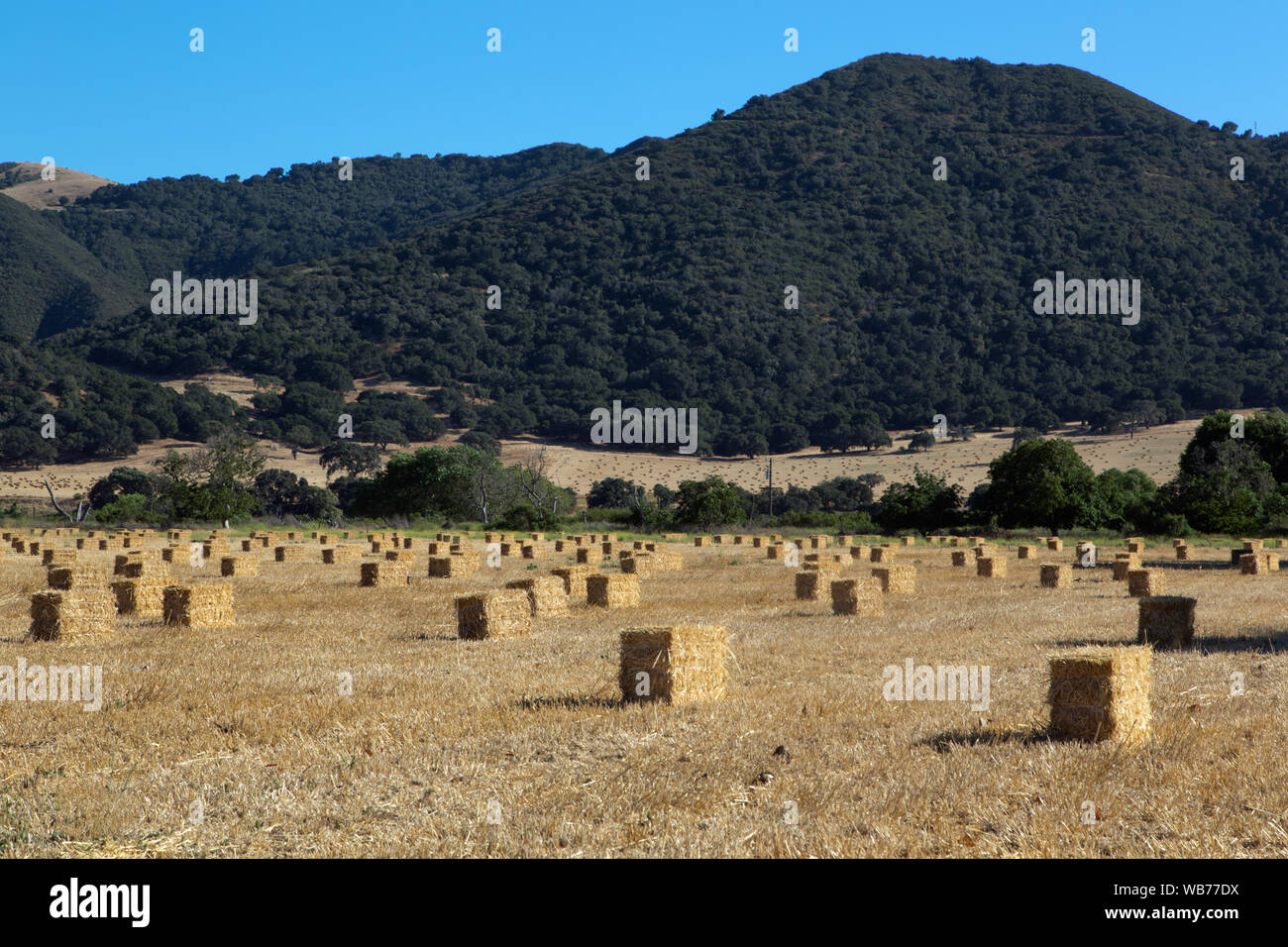 Field of hay near Solvang, California Stock Photo - Alamy