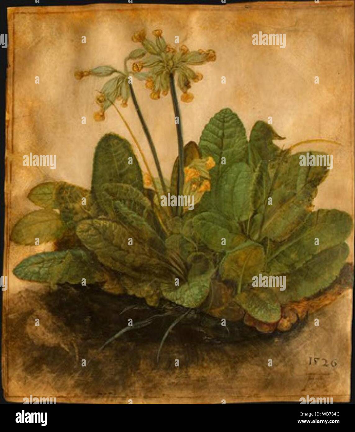 Primevere hi-res stock photography and images - Alamy