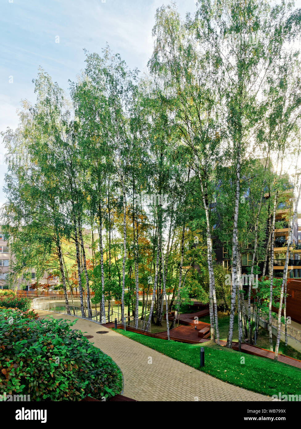 Birch trees and Modern glass apartment building. And outdoor facilities ...