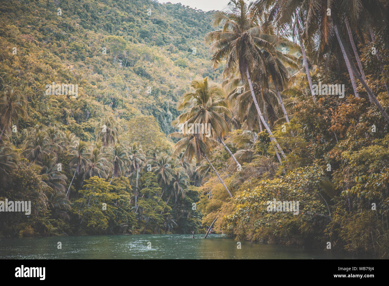 Bohol jungle, tarsier and chocolate hills, in Cebu, Philippines Stock ...