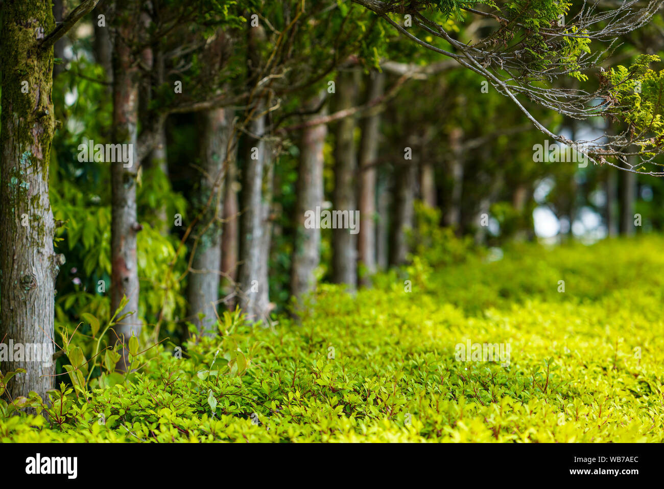 Perspective, depth of field hi-res stock photography and images - Alamy