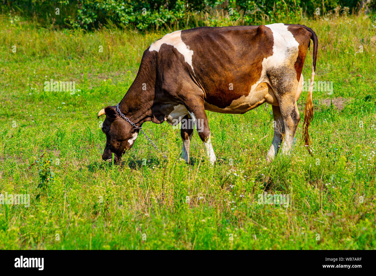 A cow grazes in a green pasture. Farm. Agriculture Stock Photo - Alamy