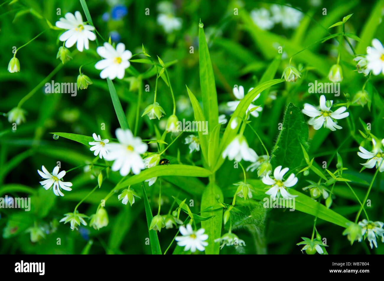 Blooming white forest flowers on a green background of leaves ...