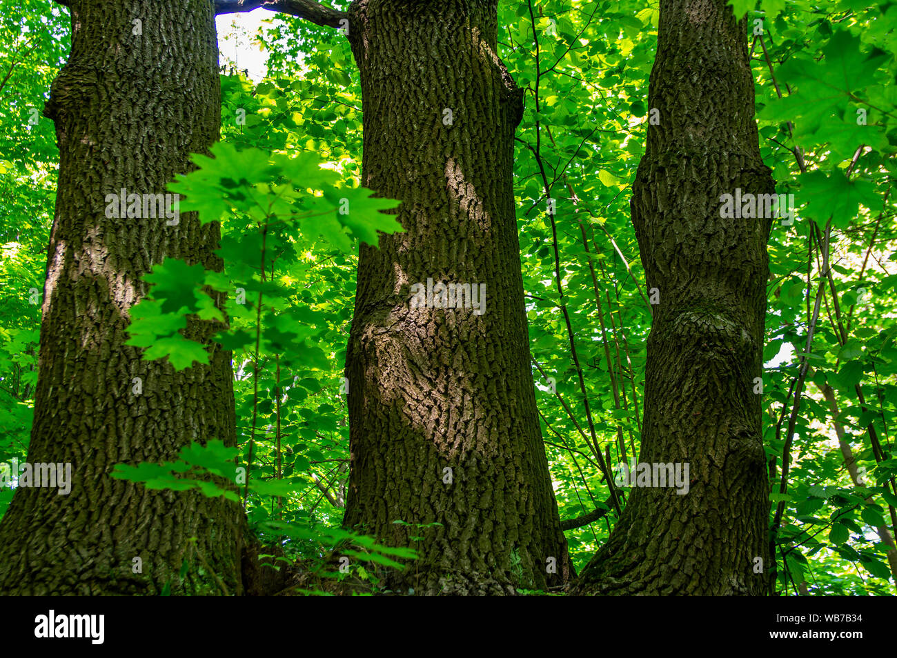 Deciduous tree with triple trunk. Background Stock Photo - Alamy