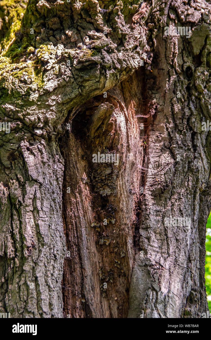 Wrecked dry trunk of an old tree on a background of green trees ...