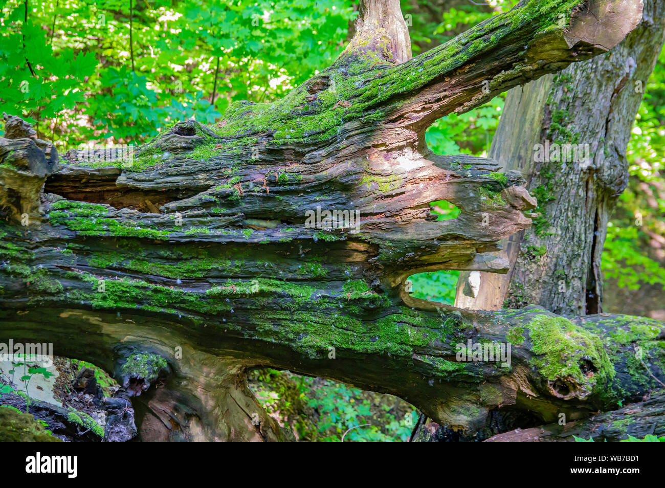 Wrecked dry trunk of an old tree on a background of green trees ...