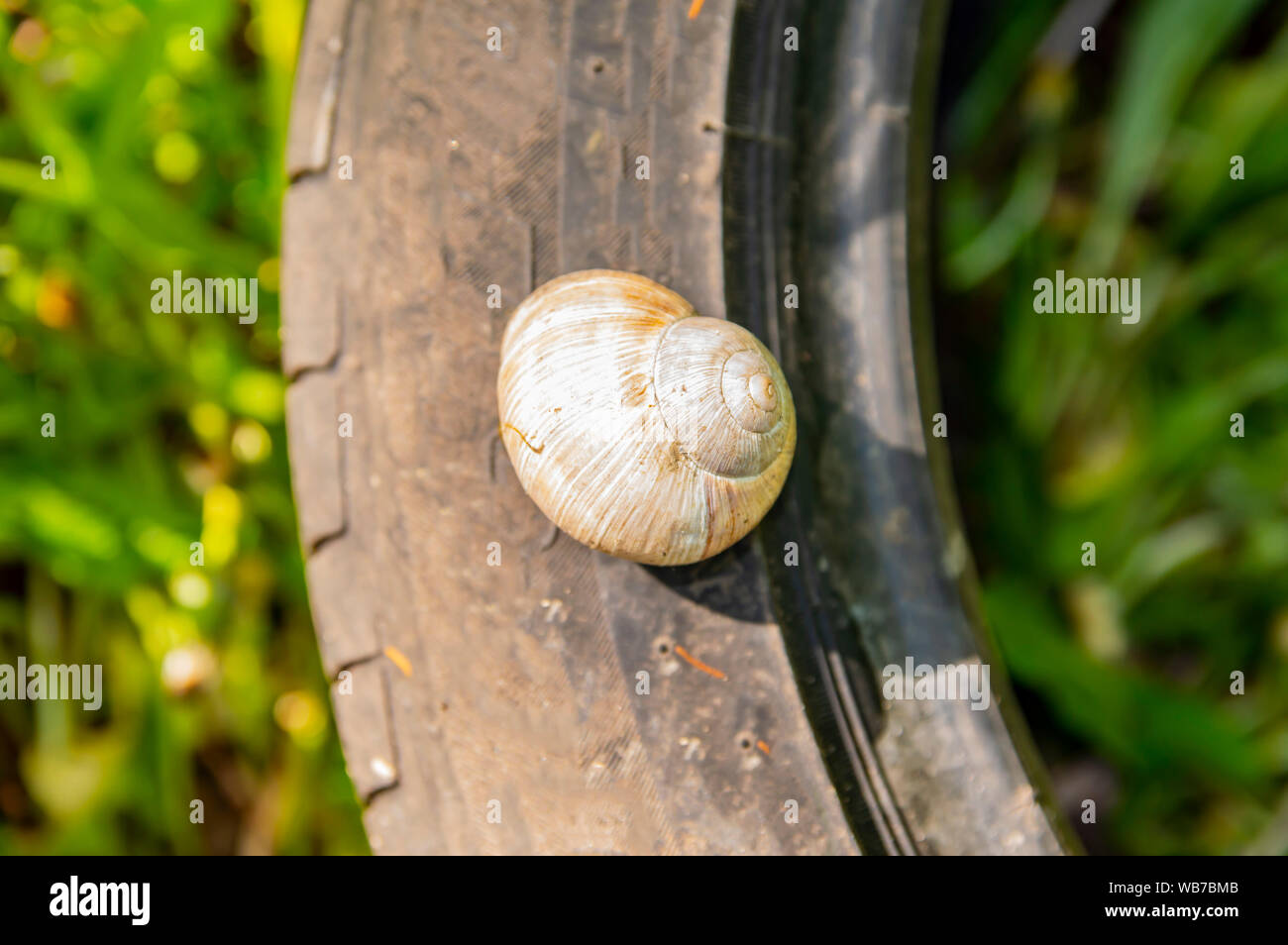 Big white snail on the tire of an automobile wheel. Environment Stock ...