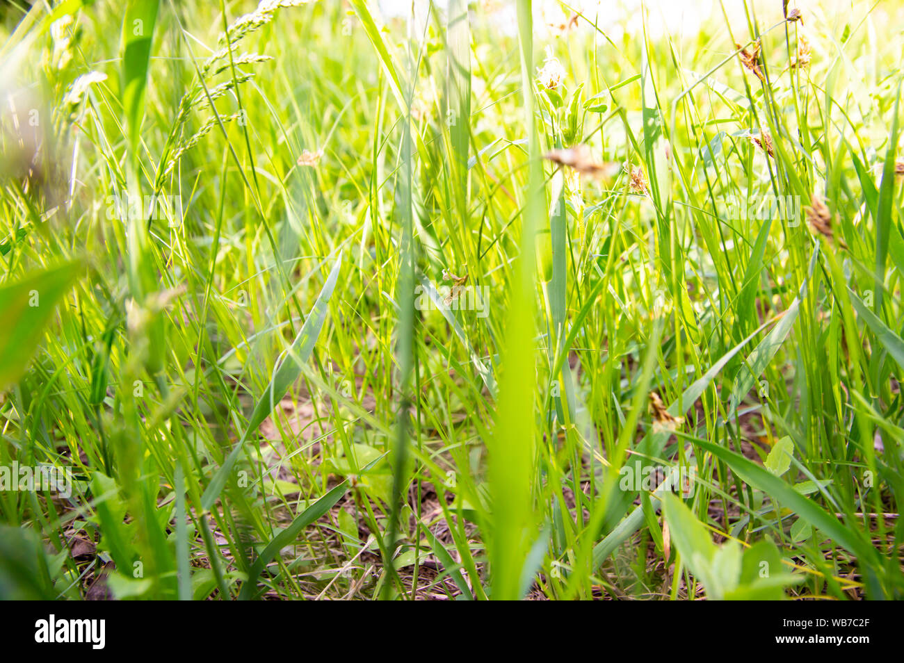 Green covering of meadows and fields soil - earth day Stock Photo - Alamy