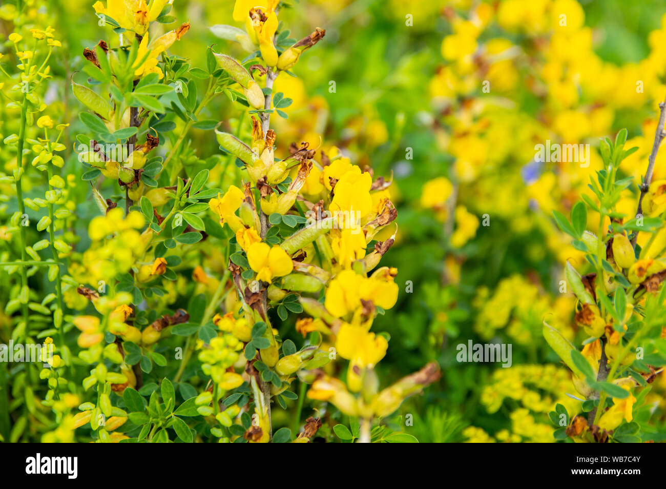 Blooming yellow forest flowers on a green background of leaves ...